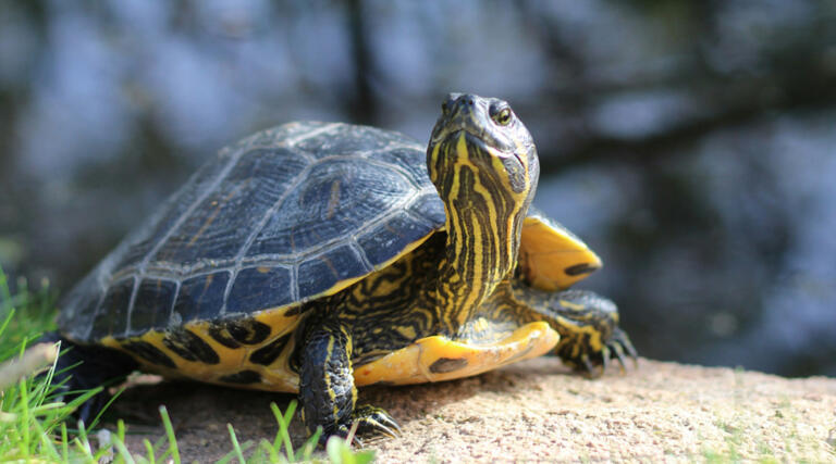Premium Turtle Food | Nutrient-Rich Diet for Healthy Turtles