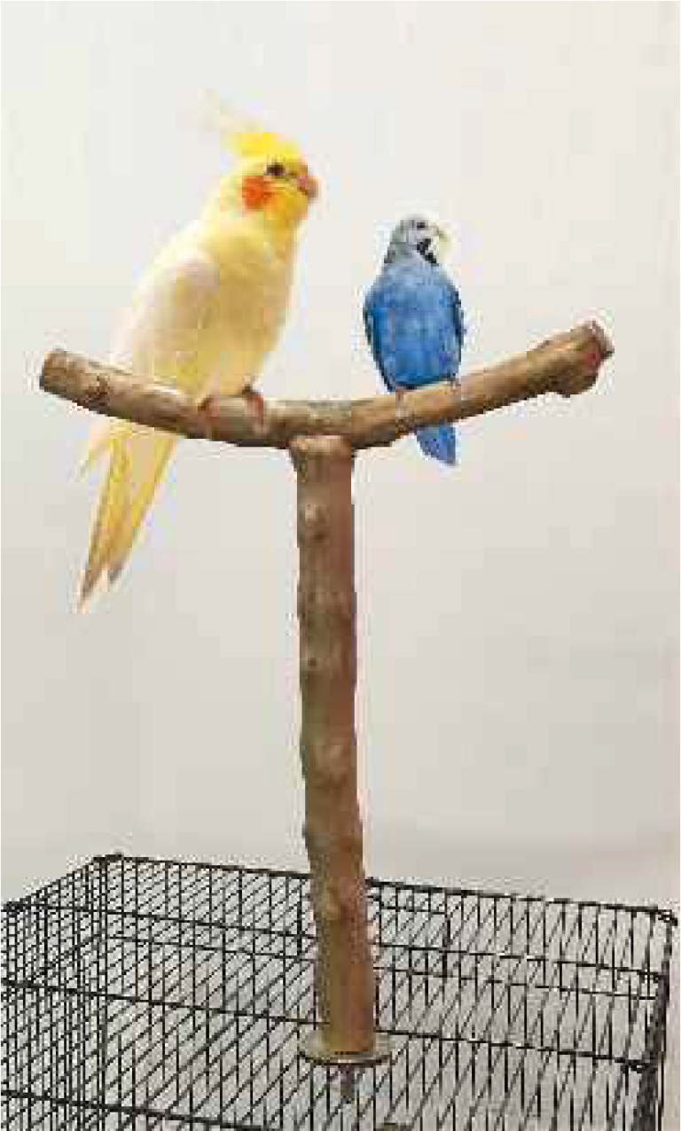 Buy Perches Online – Comfortable & Durable Perches for Birds