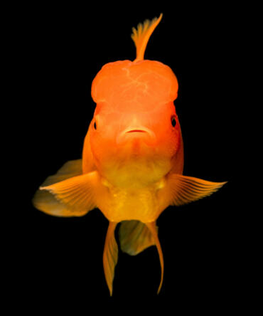 High-Quality Animal Feed Solutions | Taiyo Feed Mill Limited